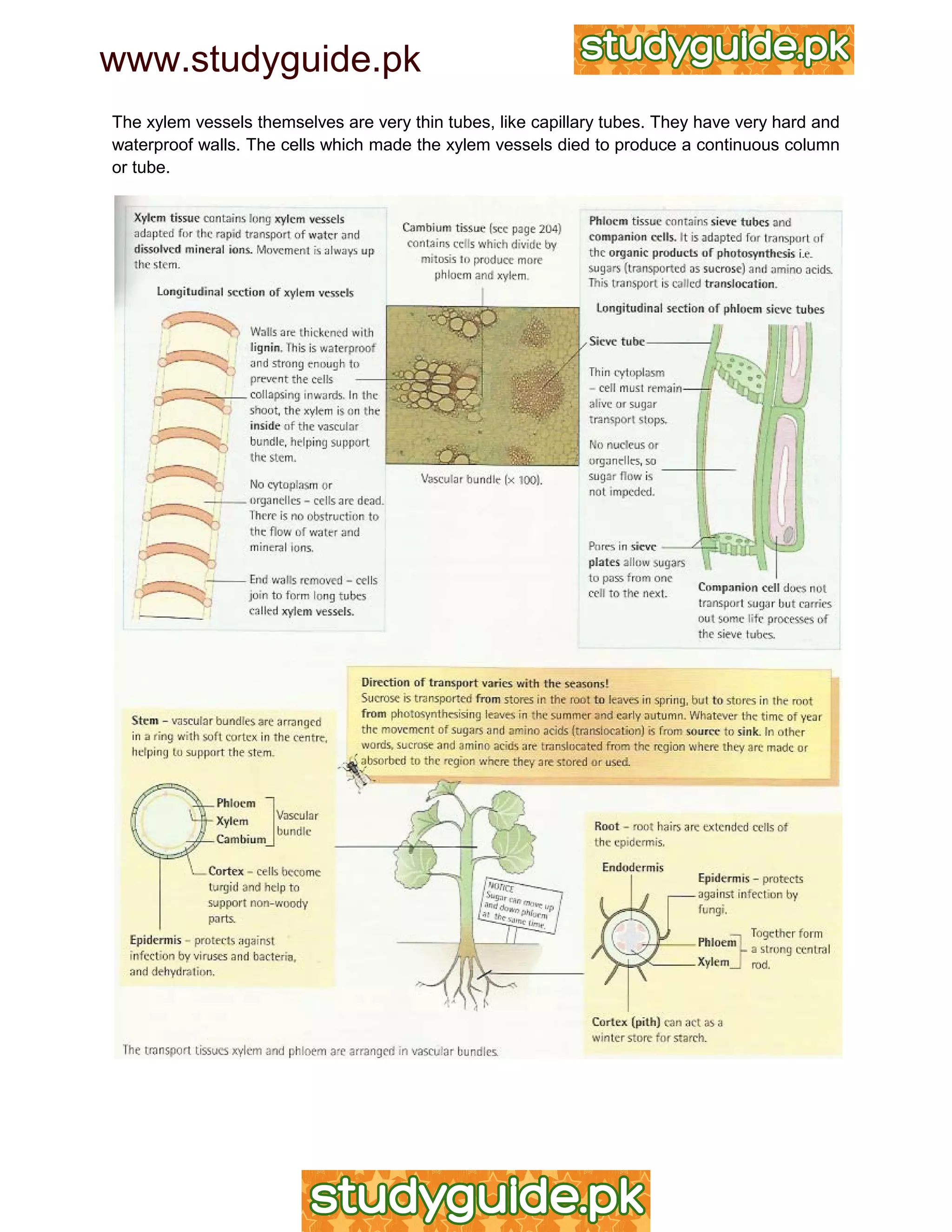 IGCSE Biology Revision Notes | PDF
