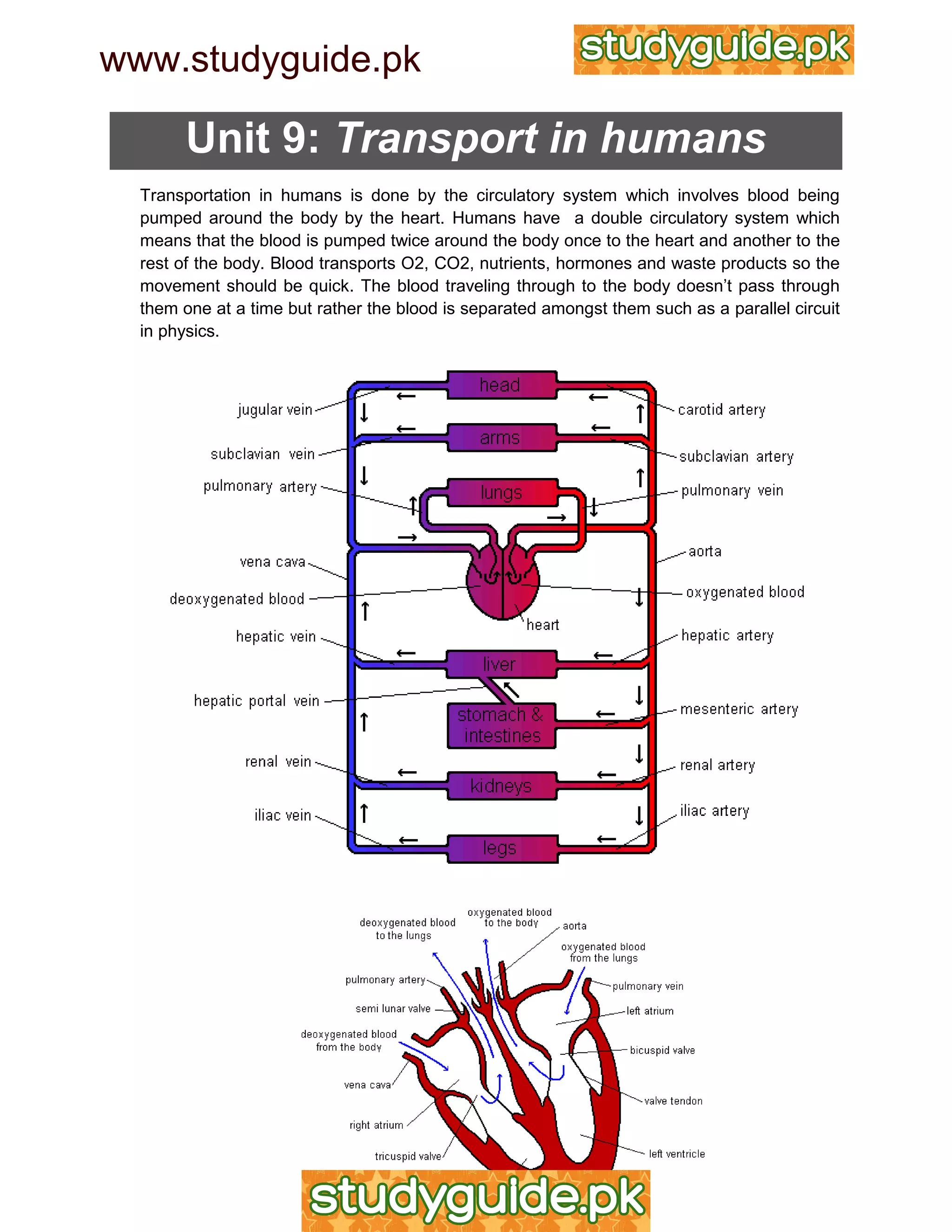 IGCSE Biology Revision Notes | PDF