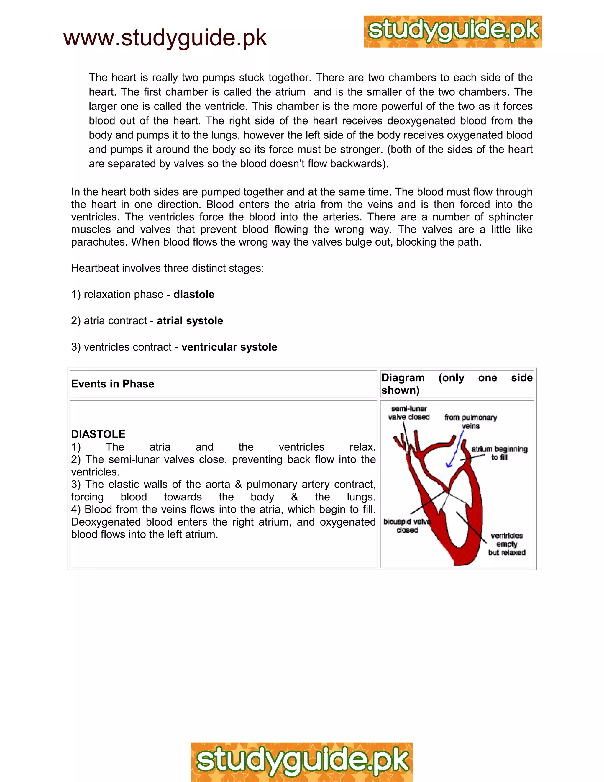 IGCSE Biology Revision Notes | PDF