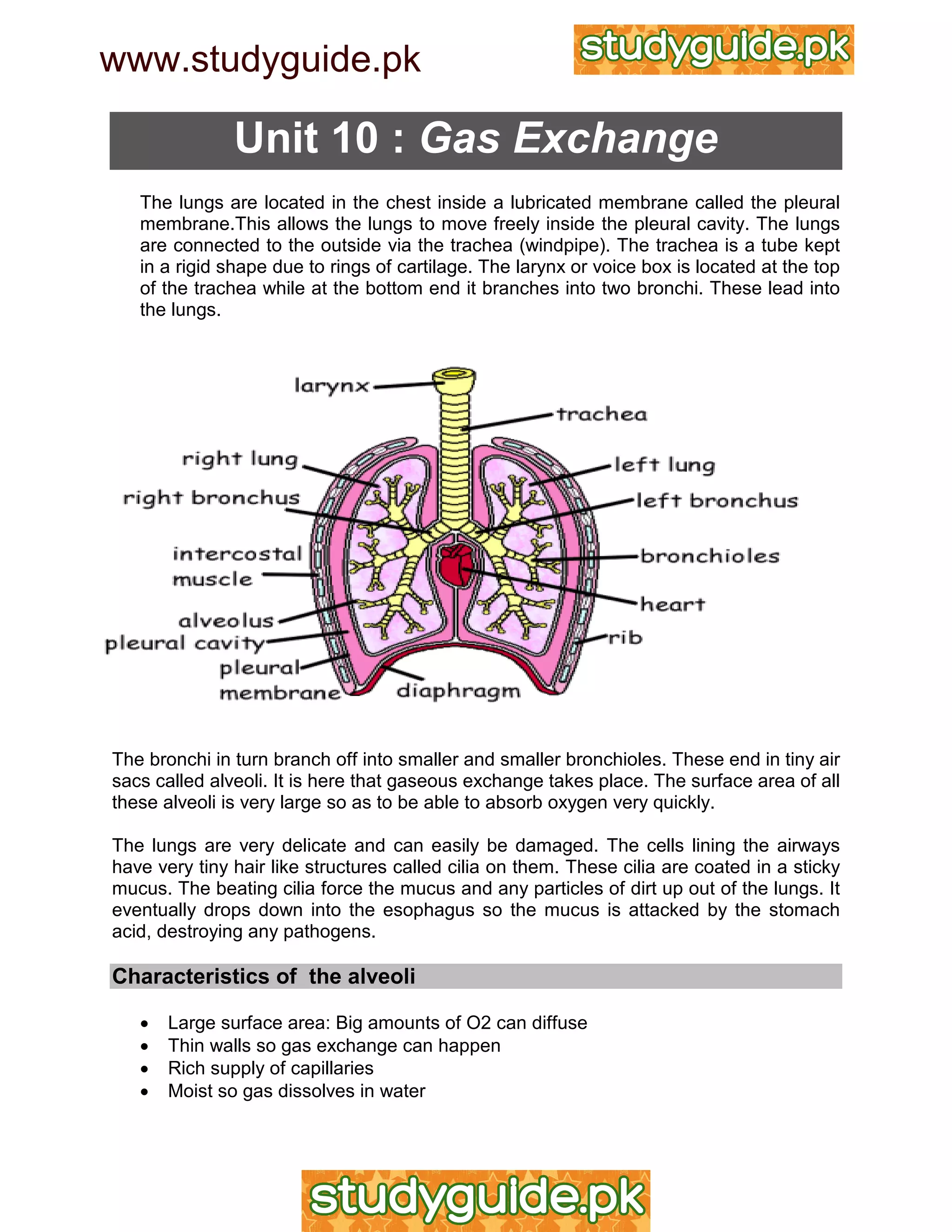 IGCSE Biology Revision Notes | PDF