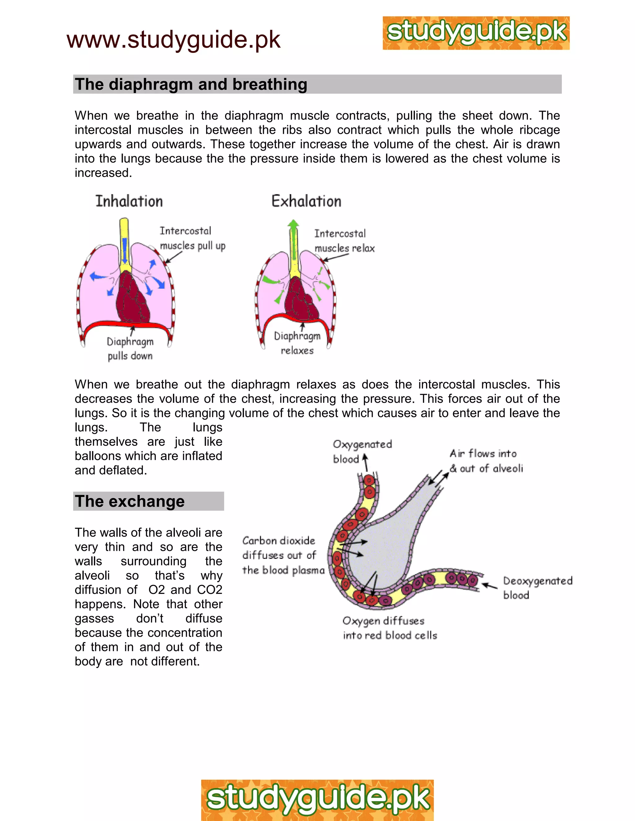 IGCSE Biology Revision Notes | PDF