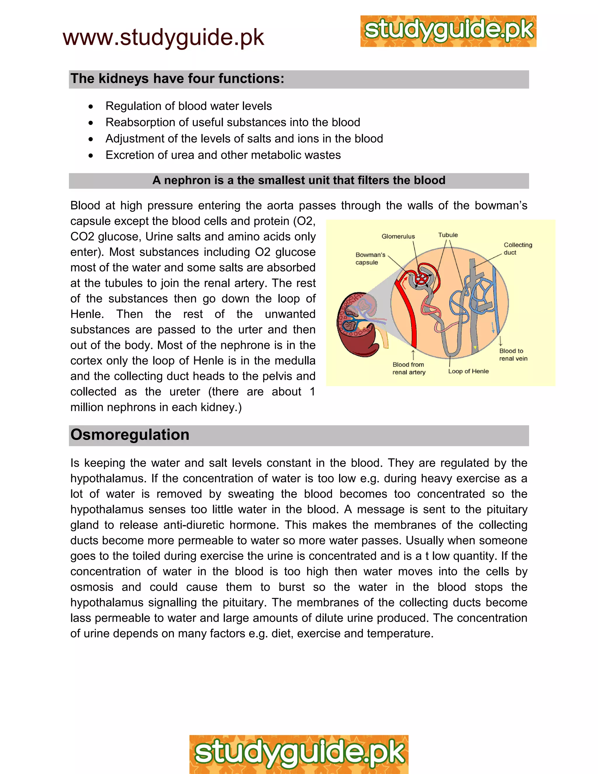 IGCSE Biology Revision Notes | PDF