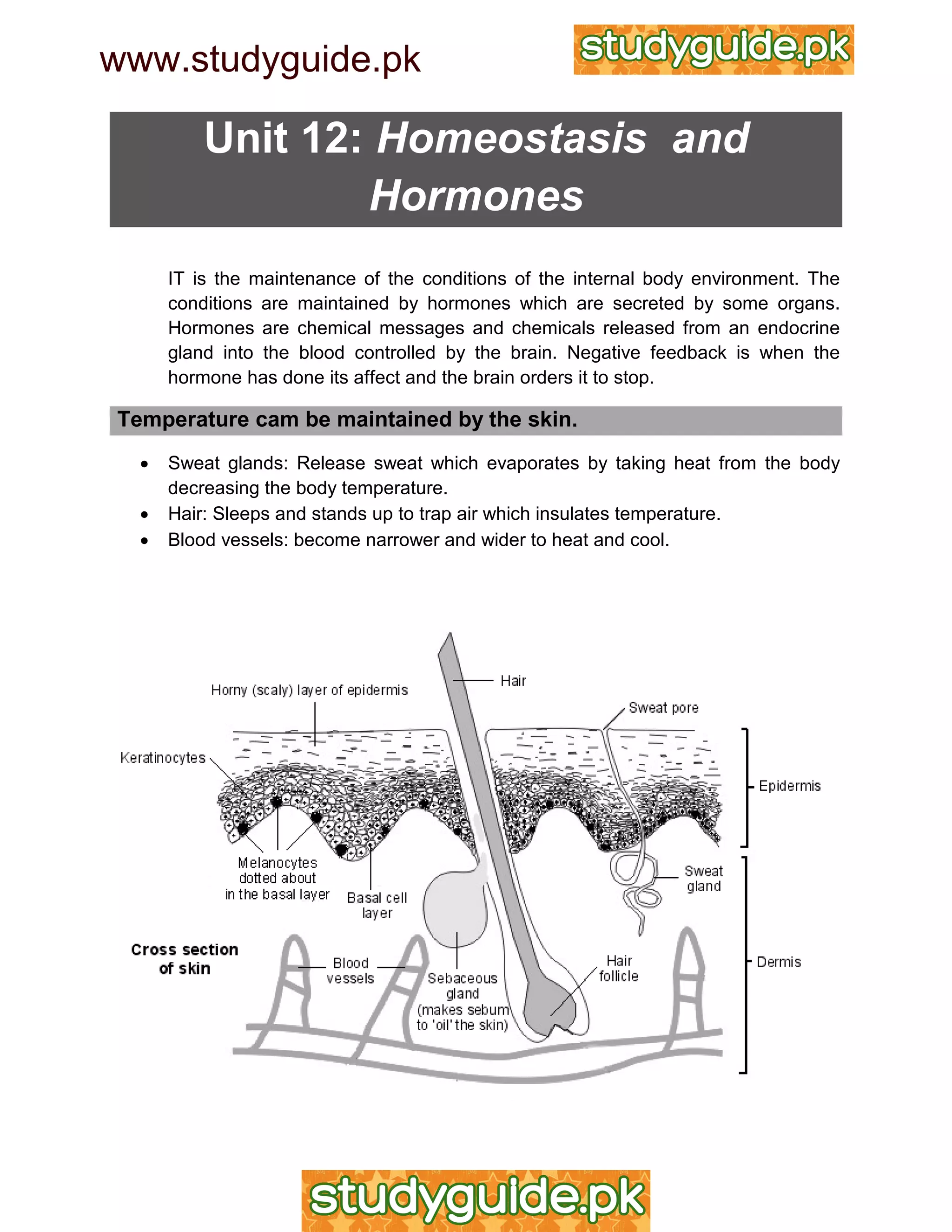 IGCSE Biology Revision Notes | PDF
