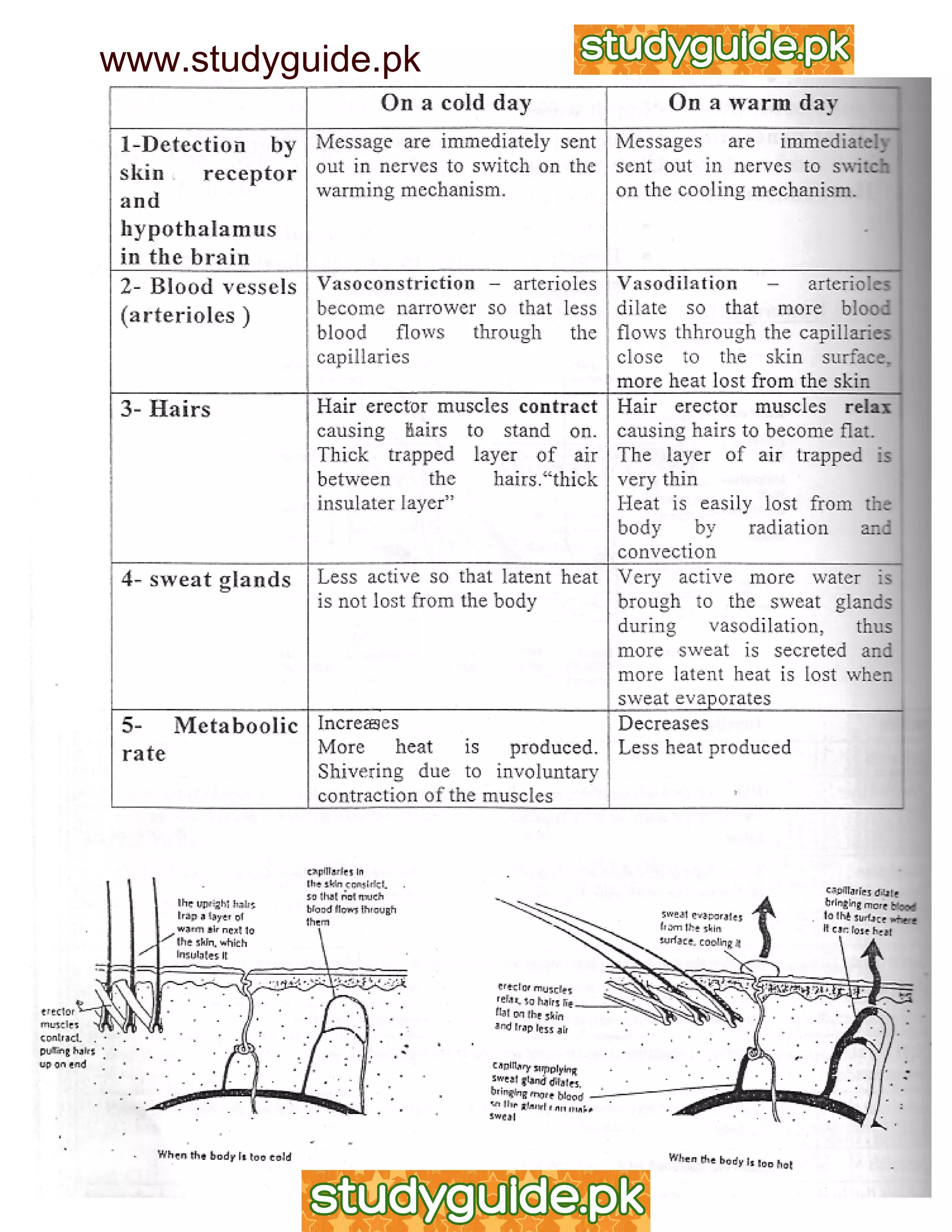 IGCSE Biology Revision Notes | PDF