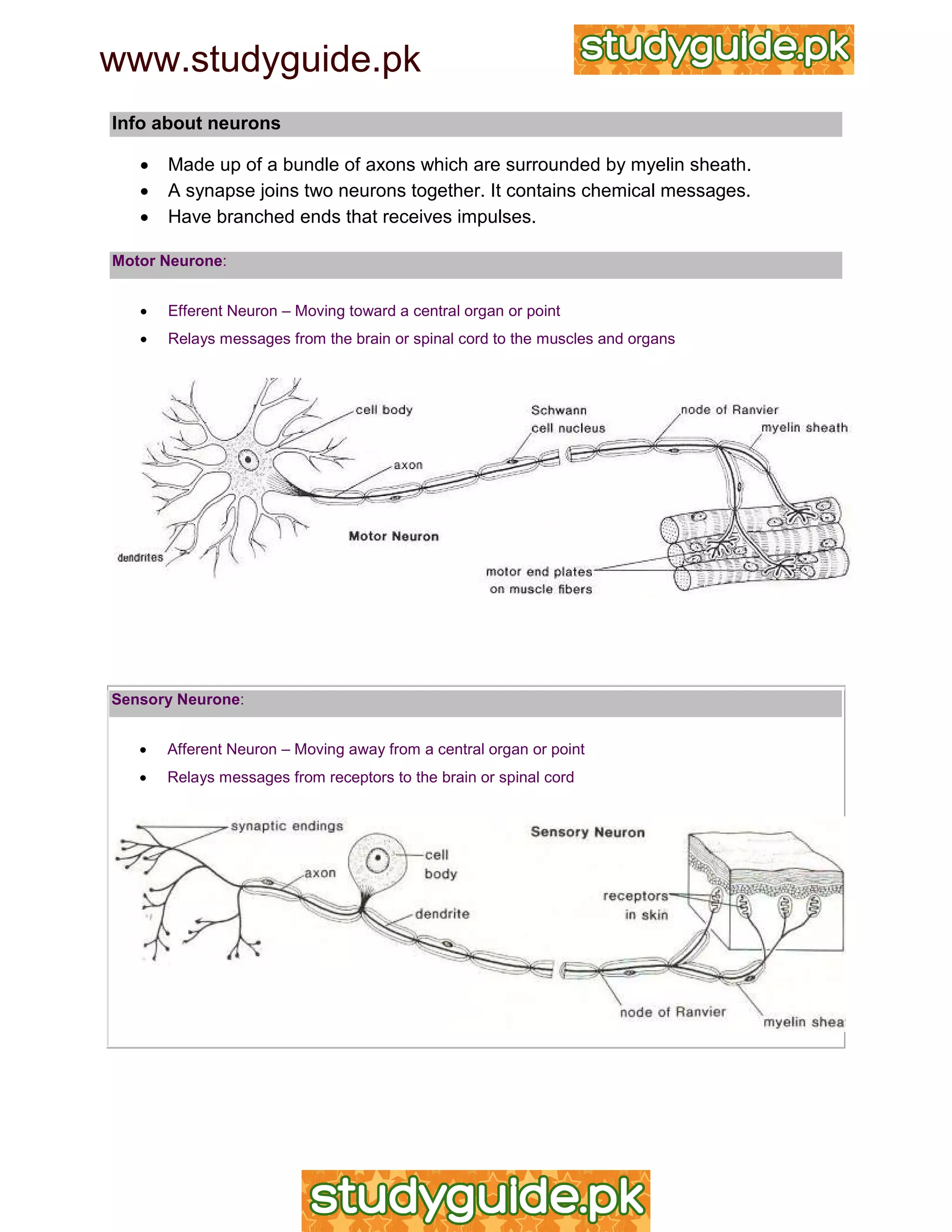 IGCSE Biology Revision Notes | PDF