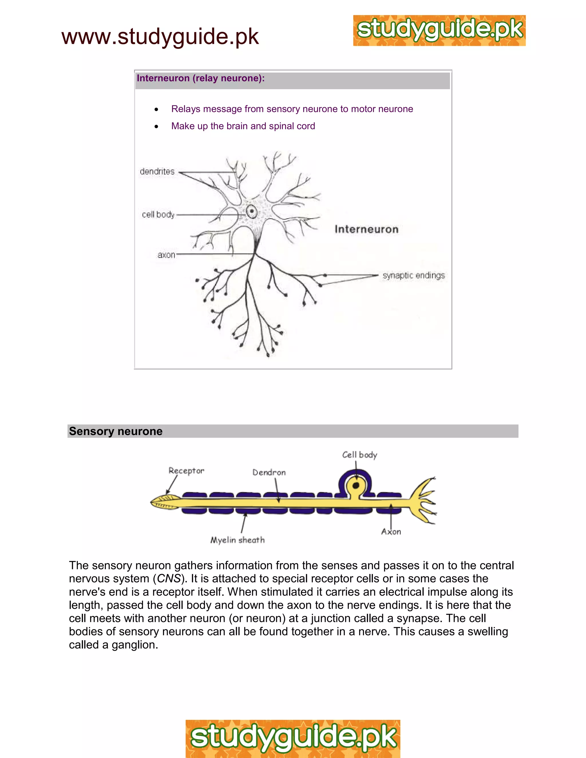 IGCSE Biology Revision Notes | PDF