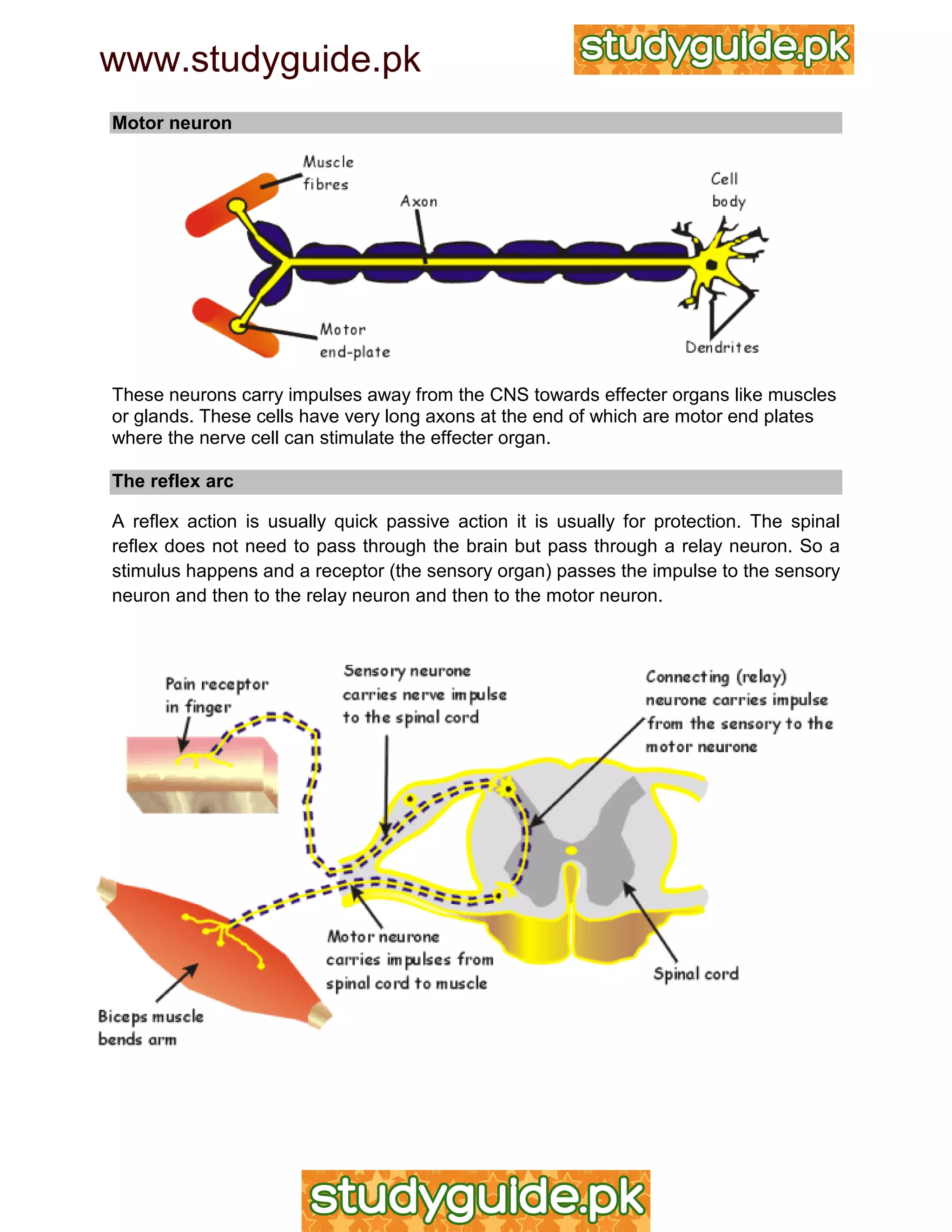 IGCSE Biology Revision Notes | PDF