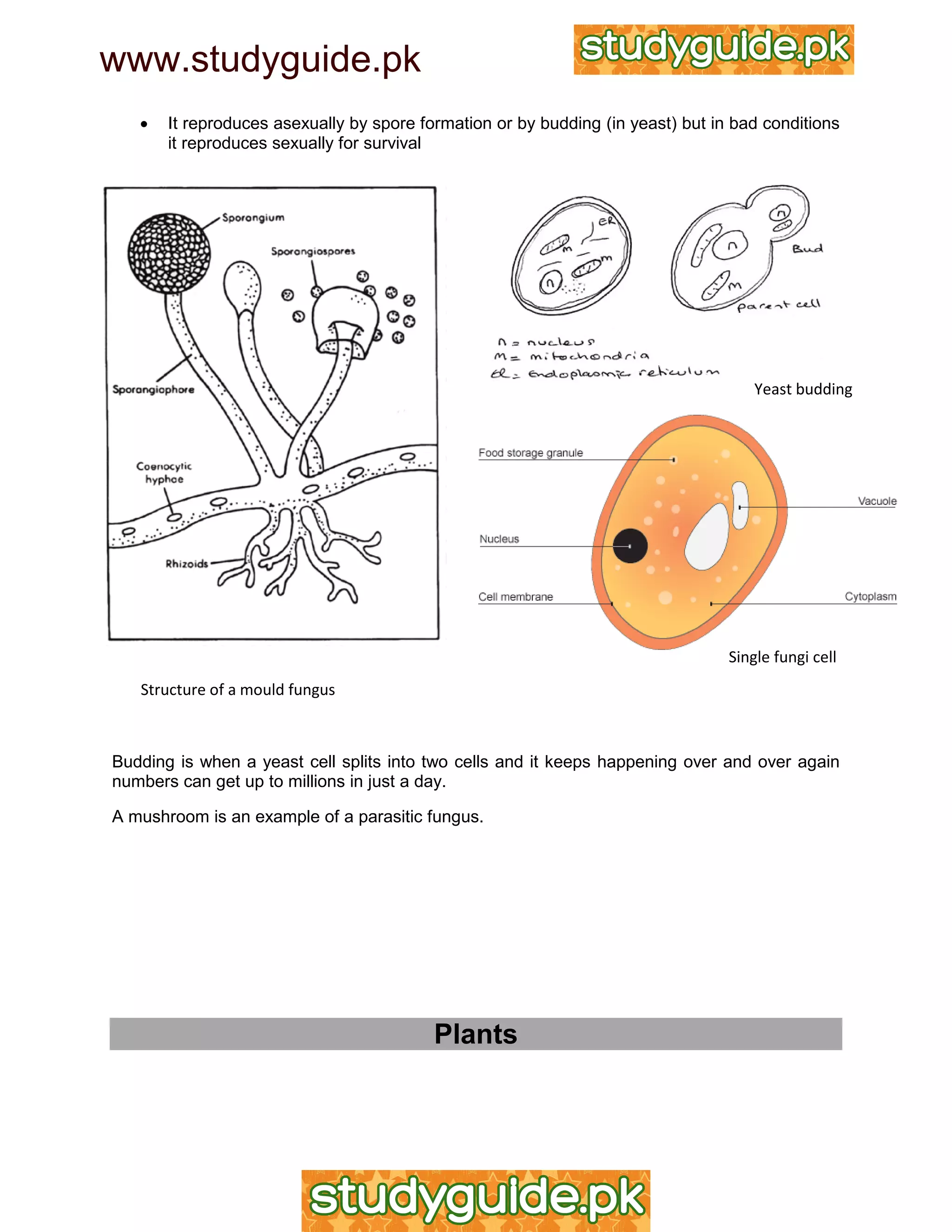 IGCSE Biology Revision Notes | PDF