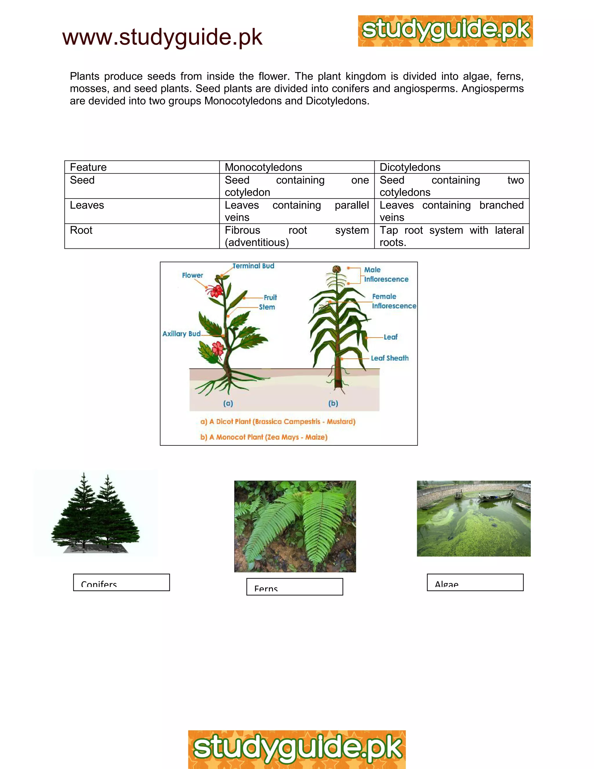 IGCSE Biology Revision Notes | PDF