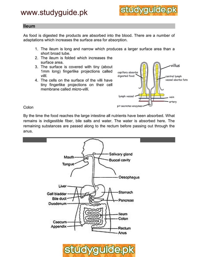 IGCSE Biology Revision Notes | PDF