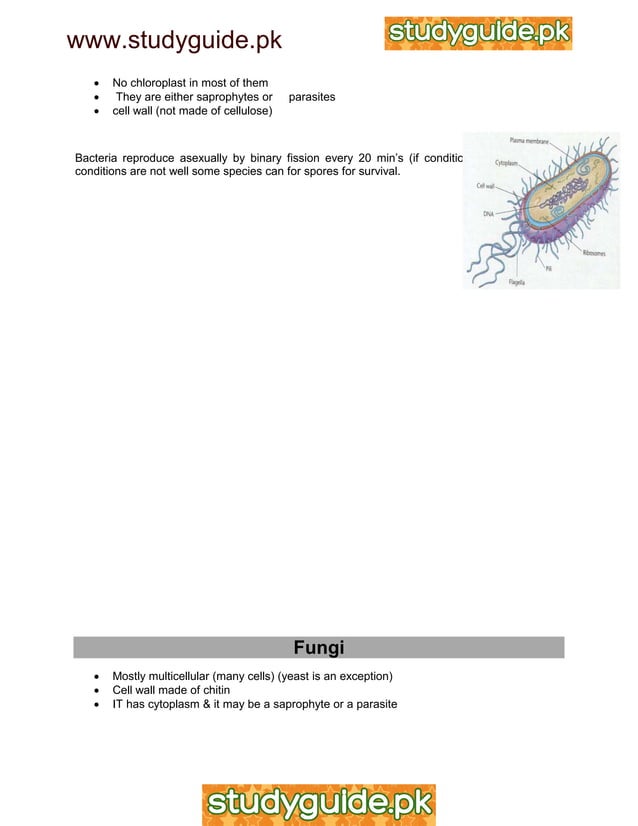 IGCSE Biology Revision Notes | PDF