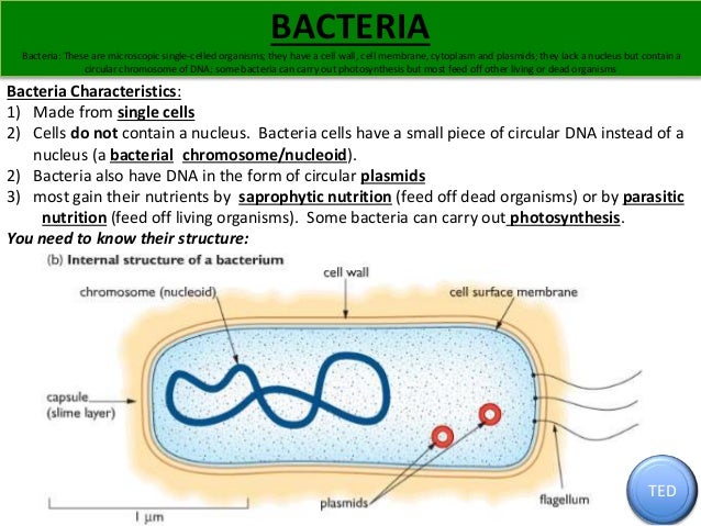 Bacterial DNA Structure