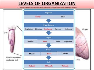 Igcse biology edexcel 2.1 2.16