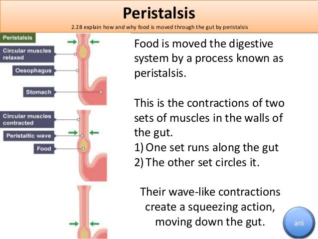 Igcse biology edexcel 2.17 2.32