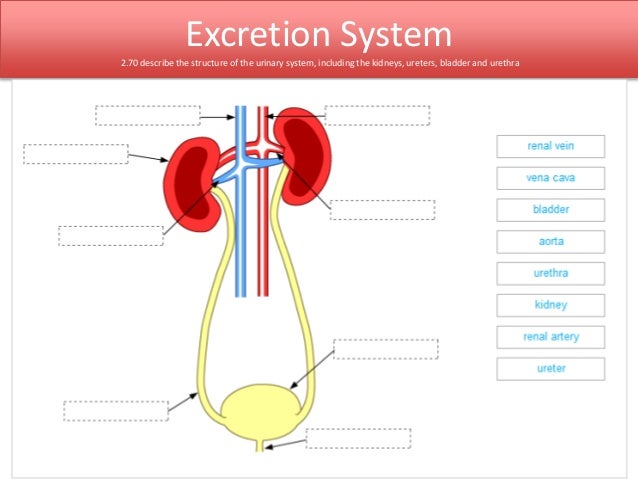 Igcse Biology 2i Excretion Humans