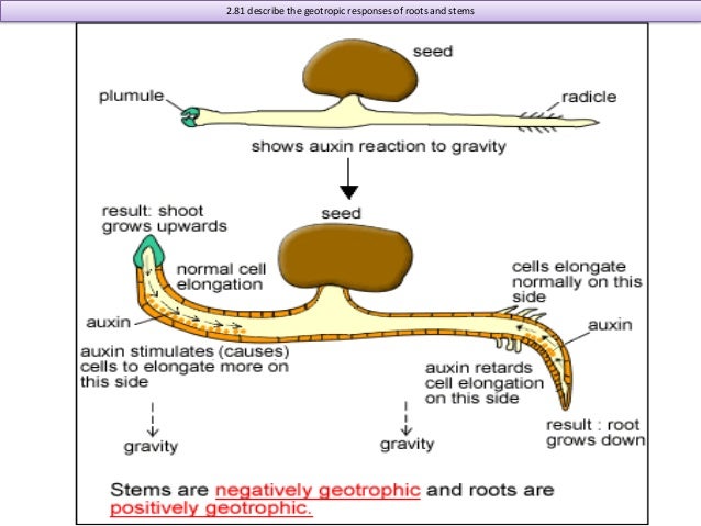 How does a buried seed know where "up" is? : r/askscience
