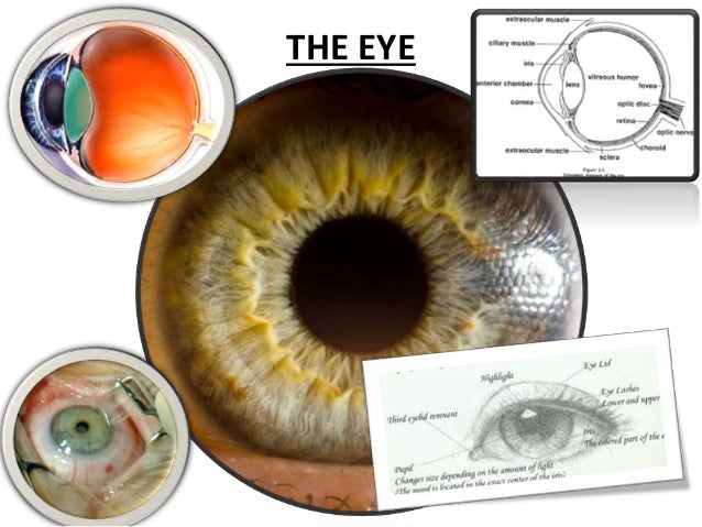 Igcse biology edexcel 2.77 2.90
