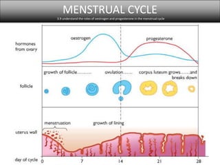 Menstrual Cycle Diagram Gcse