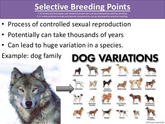 Selective Breeding Examples