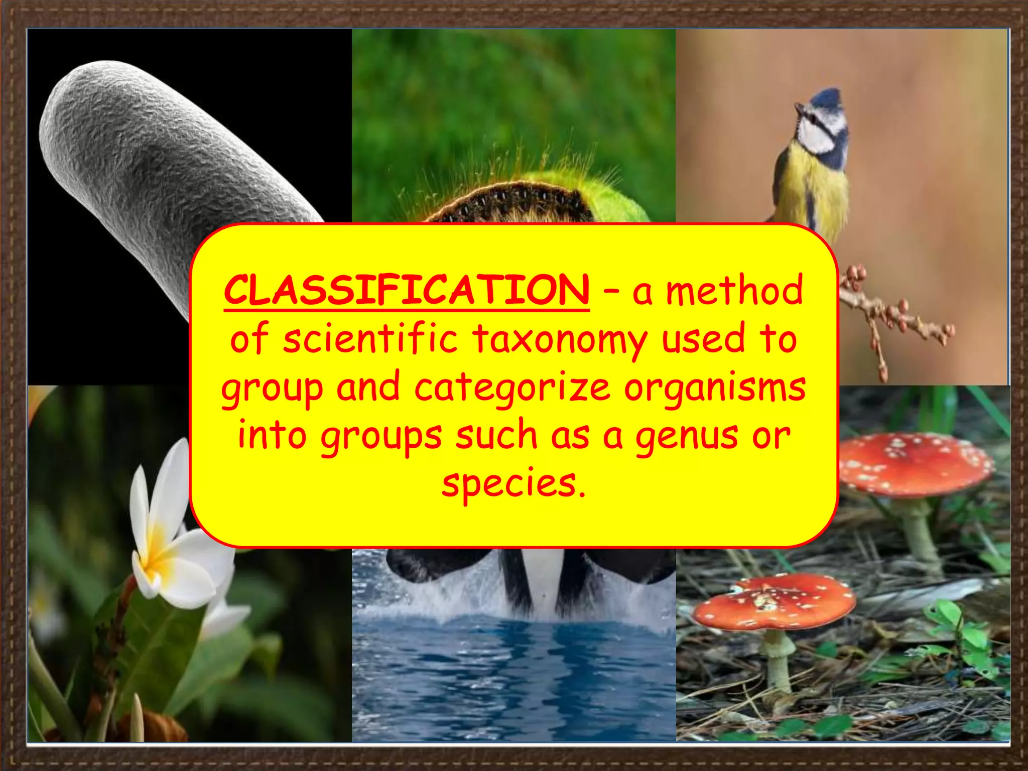 iGCSE Biology Section 1 Lesson 1.ppt