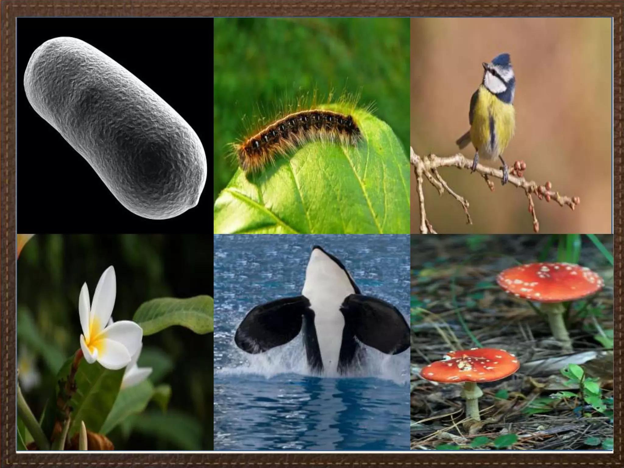 iGCSE Biology Section 1 Lesson 1.ppt