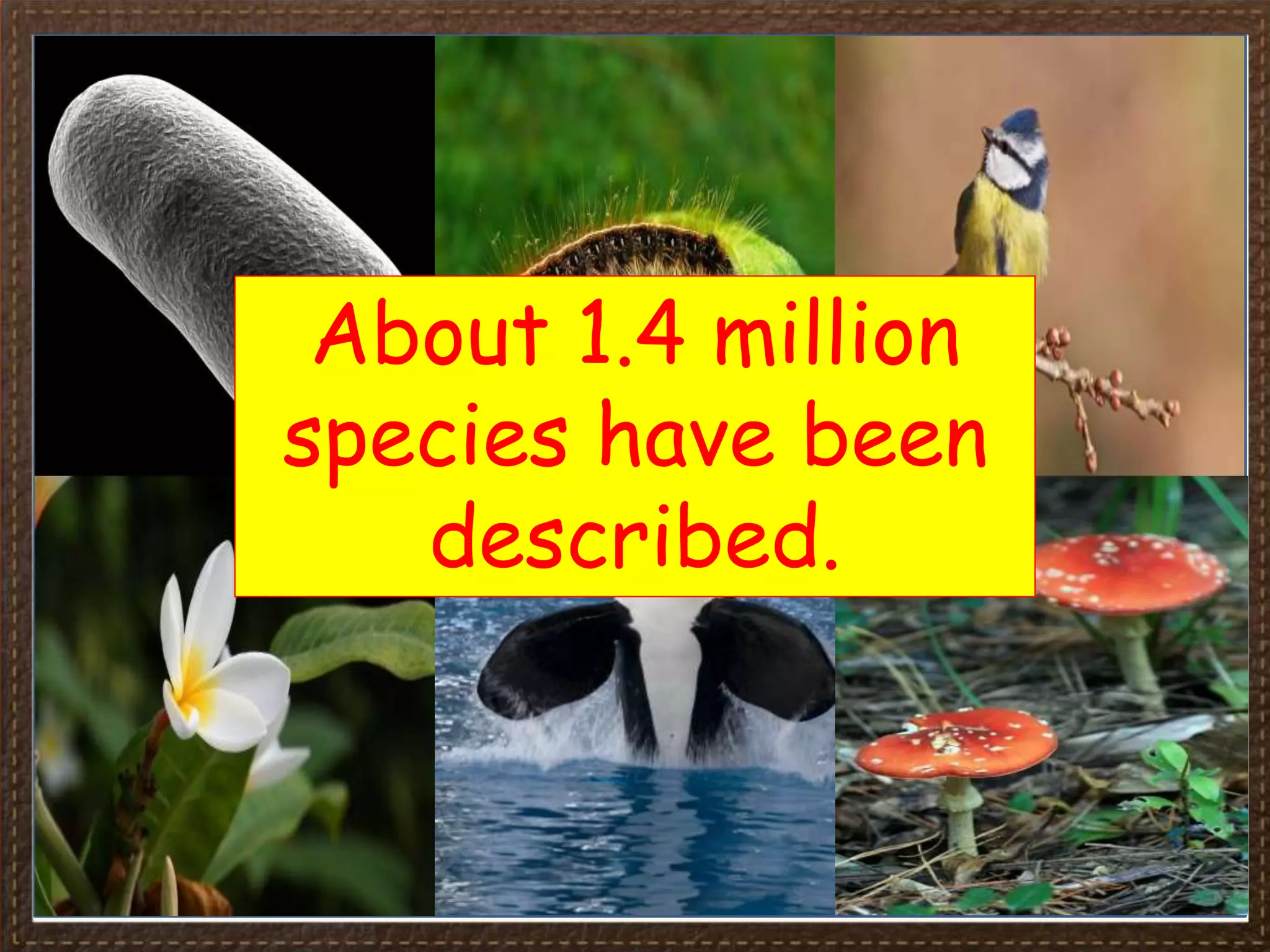 iGCSE Biology Section 1 Lesson 1.ppt