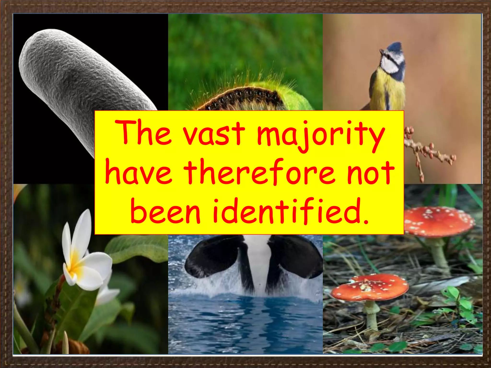 Igcse Biology Section 1 Lesson 1 Ppt