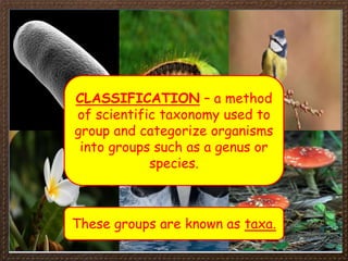 iGCSE Biology Section 1 Lesson 1.ppt