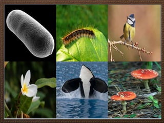 iGCSE Biology Section 1 Lesson 1.ppt