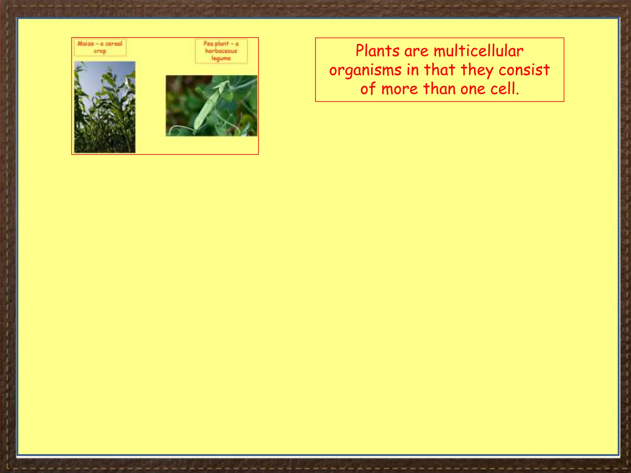 Igcse Biology Section 1 Lesson 2 Presentación Ppt
