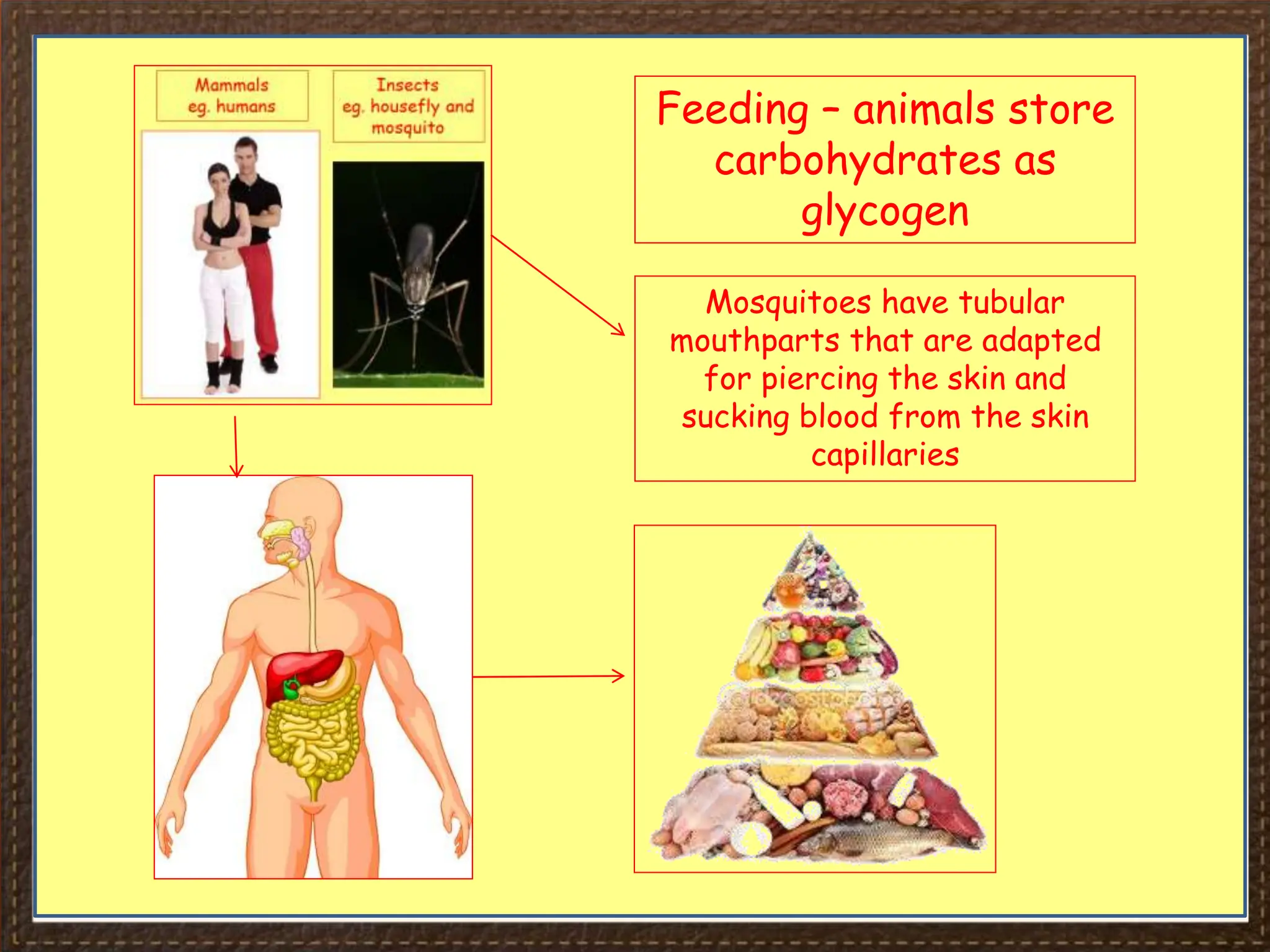 IGCSE Biology Section 1 Lesson 2 by HIna Imran (Jawahir Al Riyadh ...