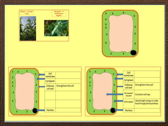 IGCSE Biology Section 1 Lesson 2 by HIna Imran (Jawahir Al Riyadh ...