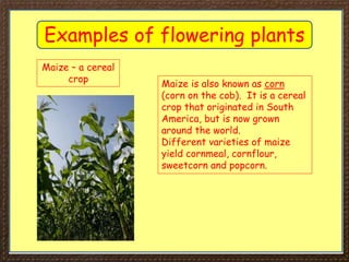 IGCSE Biology Section 1 Lesson 2 by HIna Imran (Jawahir Al Riyadh ...