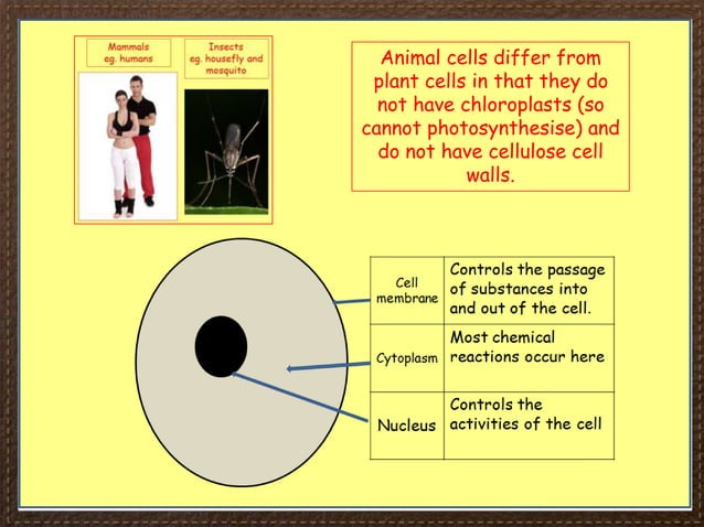 IGCSE Biology Section 1 Lesson 2 by HIna Imran (Jawahir Al Riyadh International School).ppt