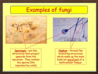 IGCSE Biology Section 1 Lesson 2 by HIna Imran (Jawahir Al Riyadh ...
