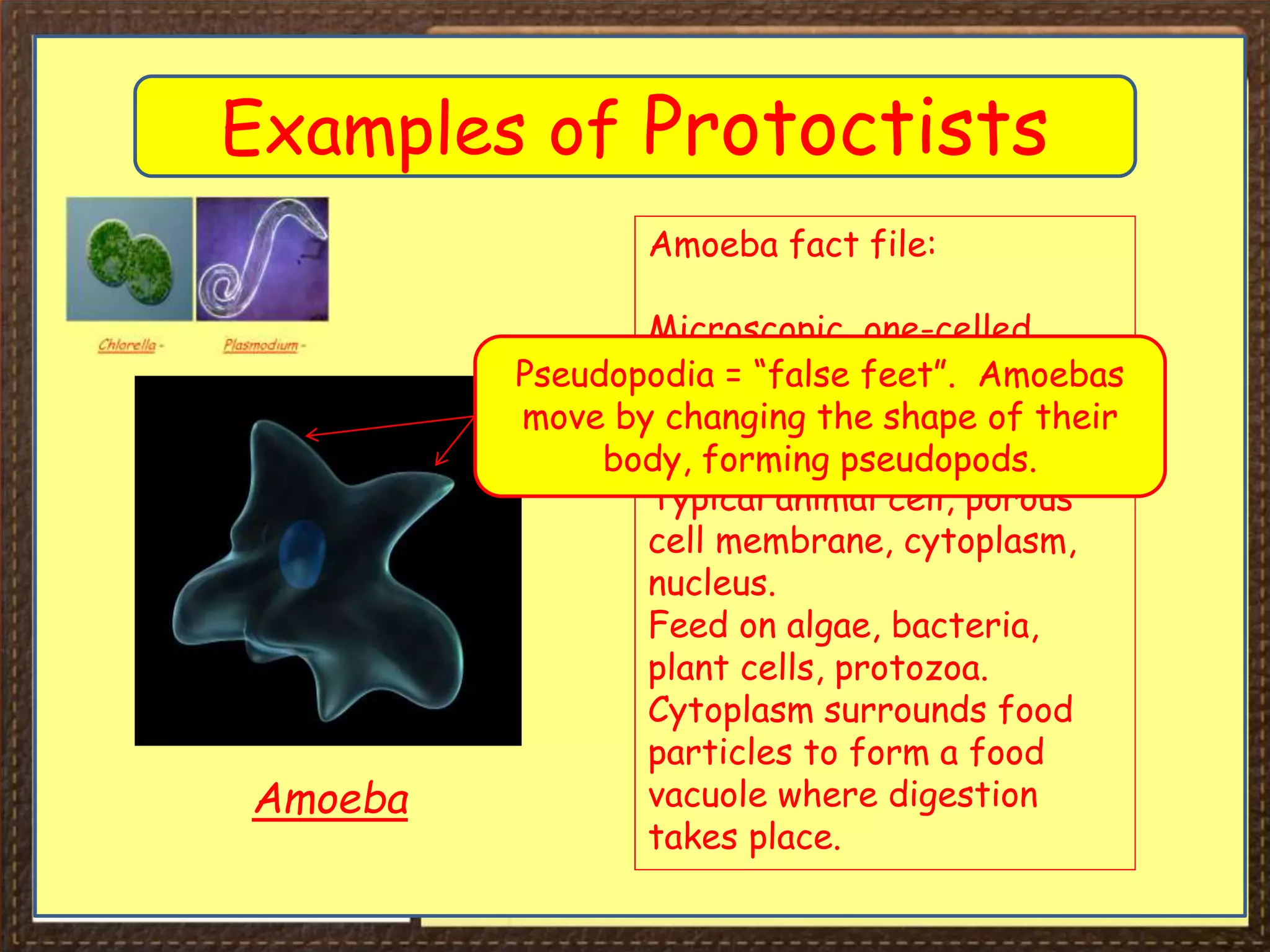 iGCSE Biology Section 1 Lesson 3.ppt