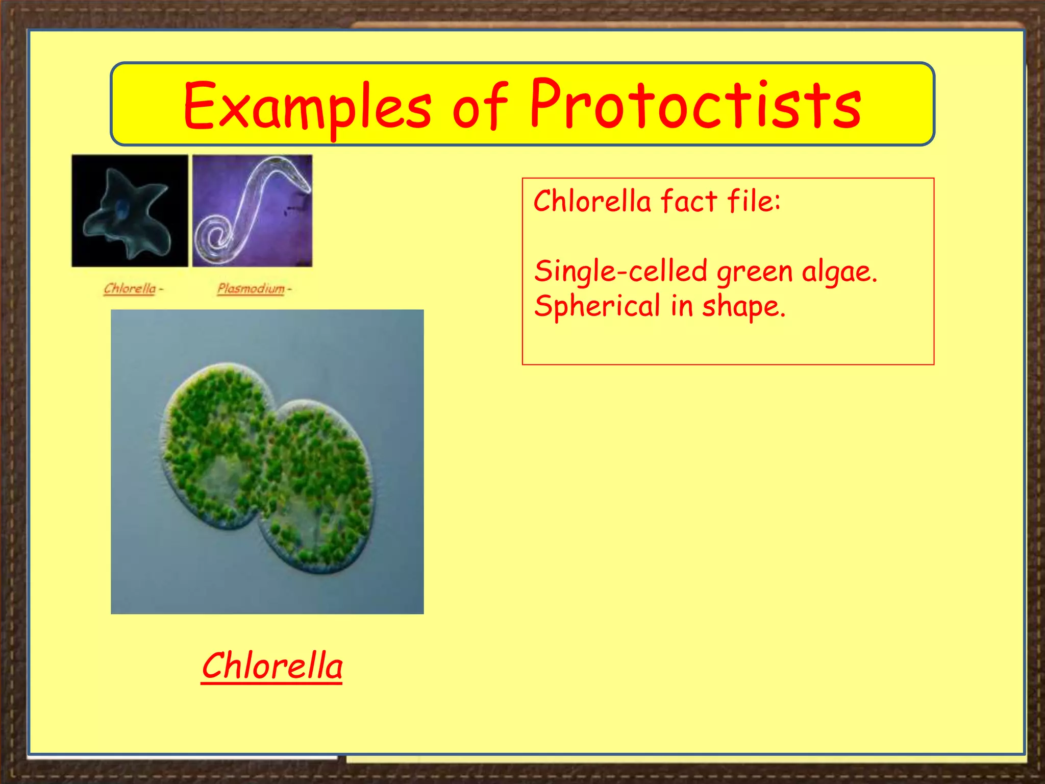 iGCSE Biology Section 1 Lesson 3.ppt