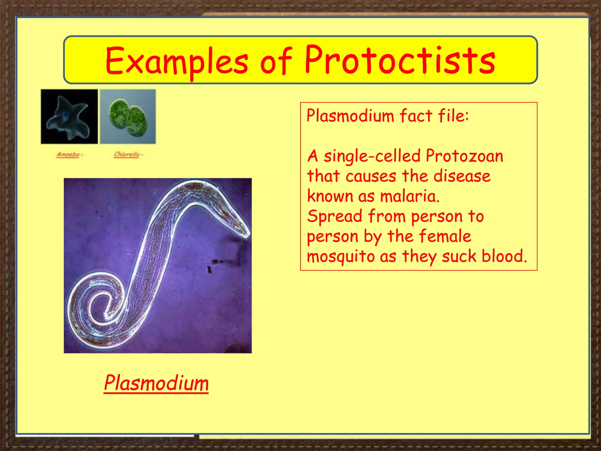 iGCSE Biology Section 1 Lesson 3.ppt