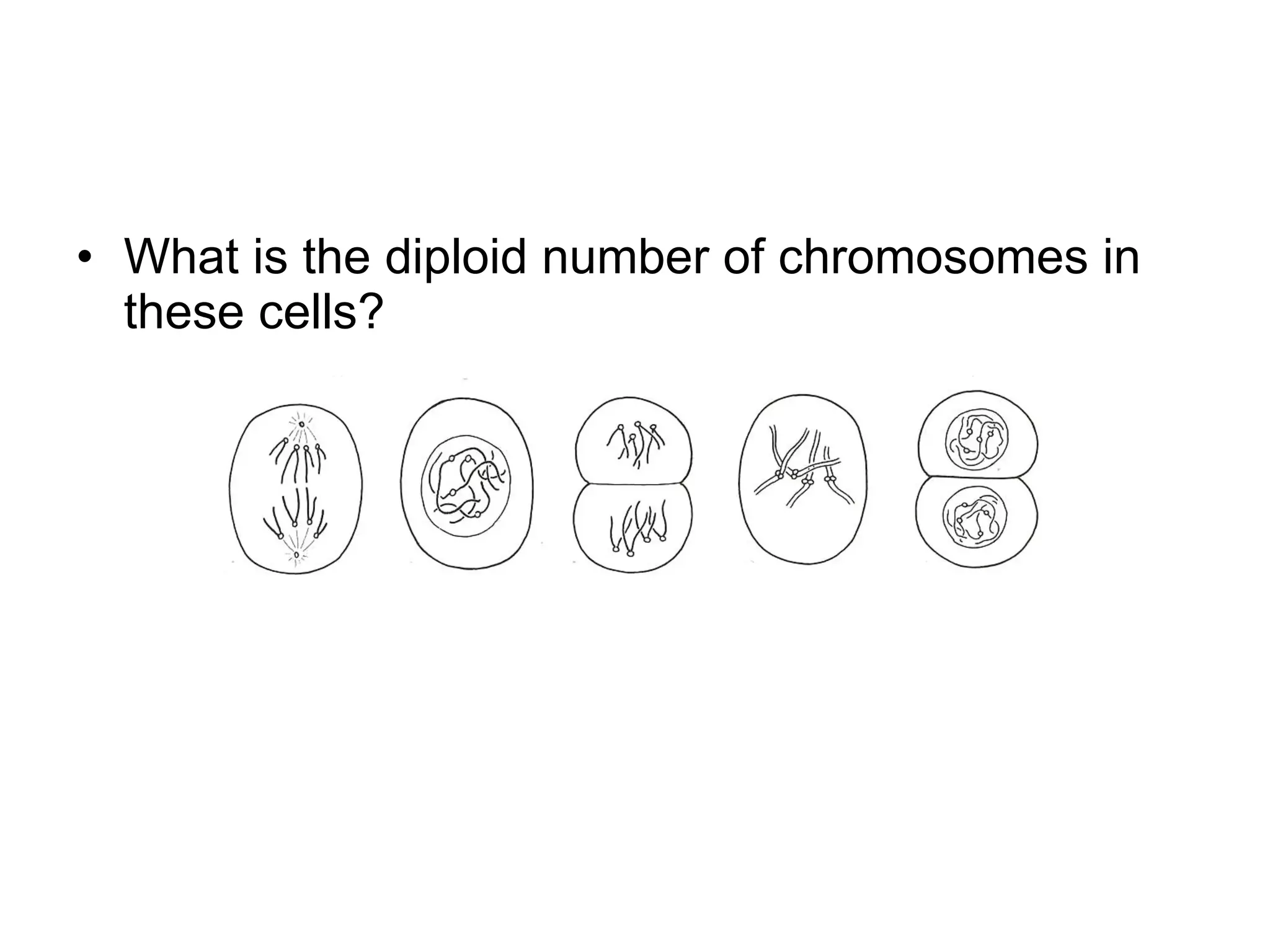 Igcse cell division_fernandobiodeluna2010 | PPS