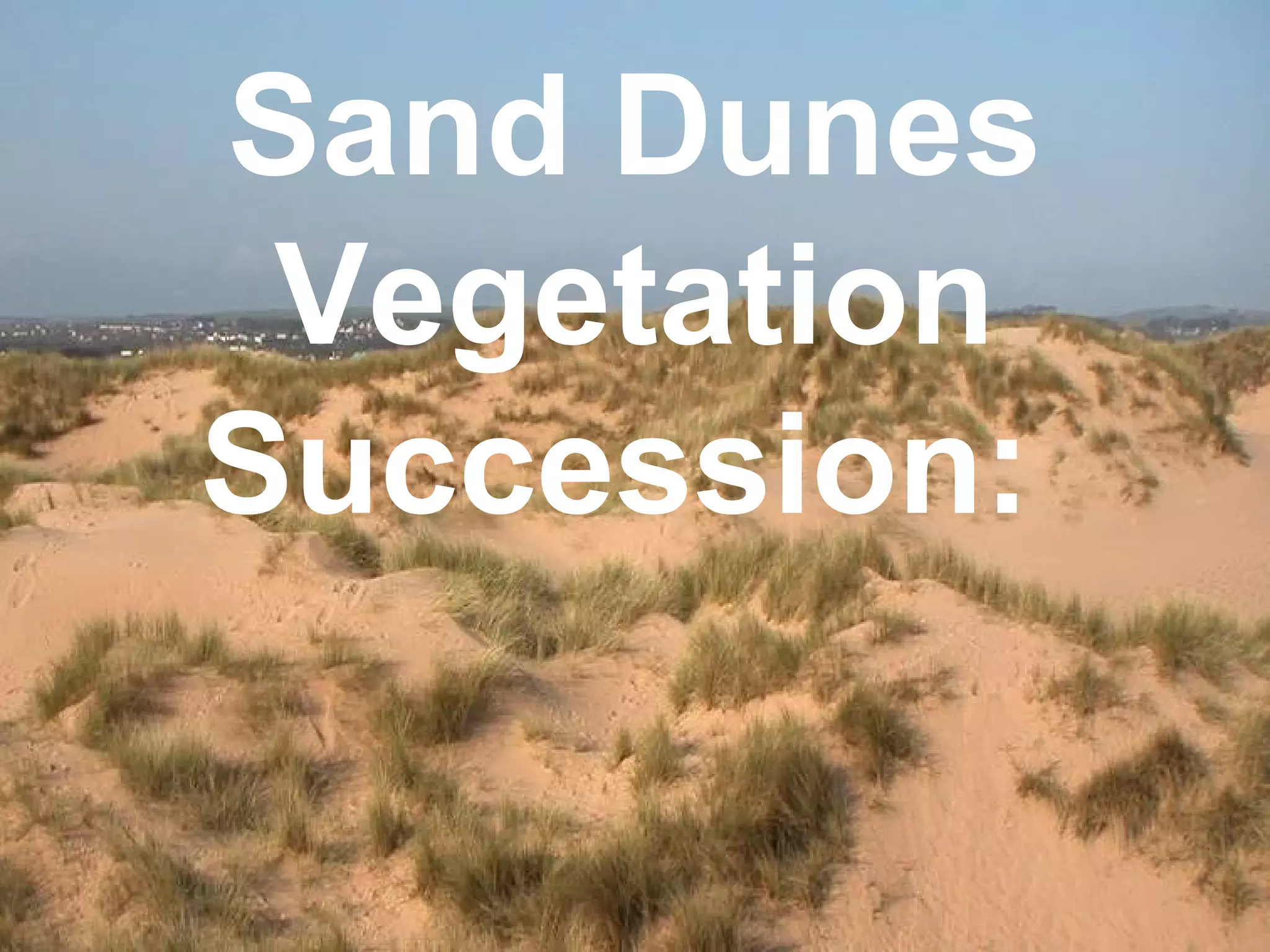 Igcse geog dune succession | PPT