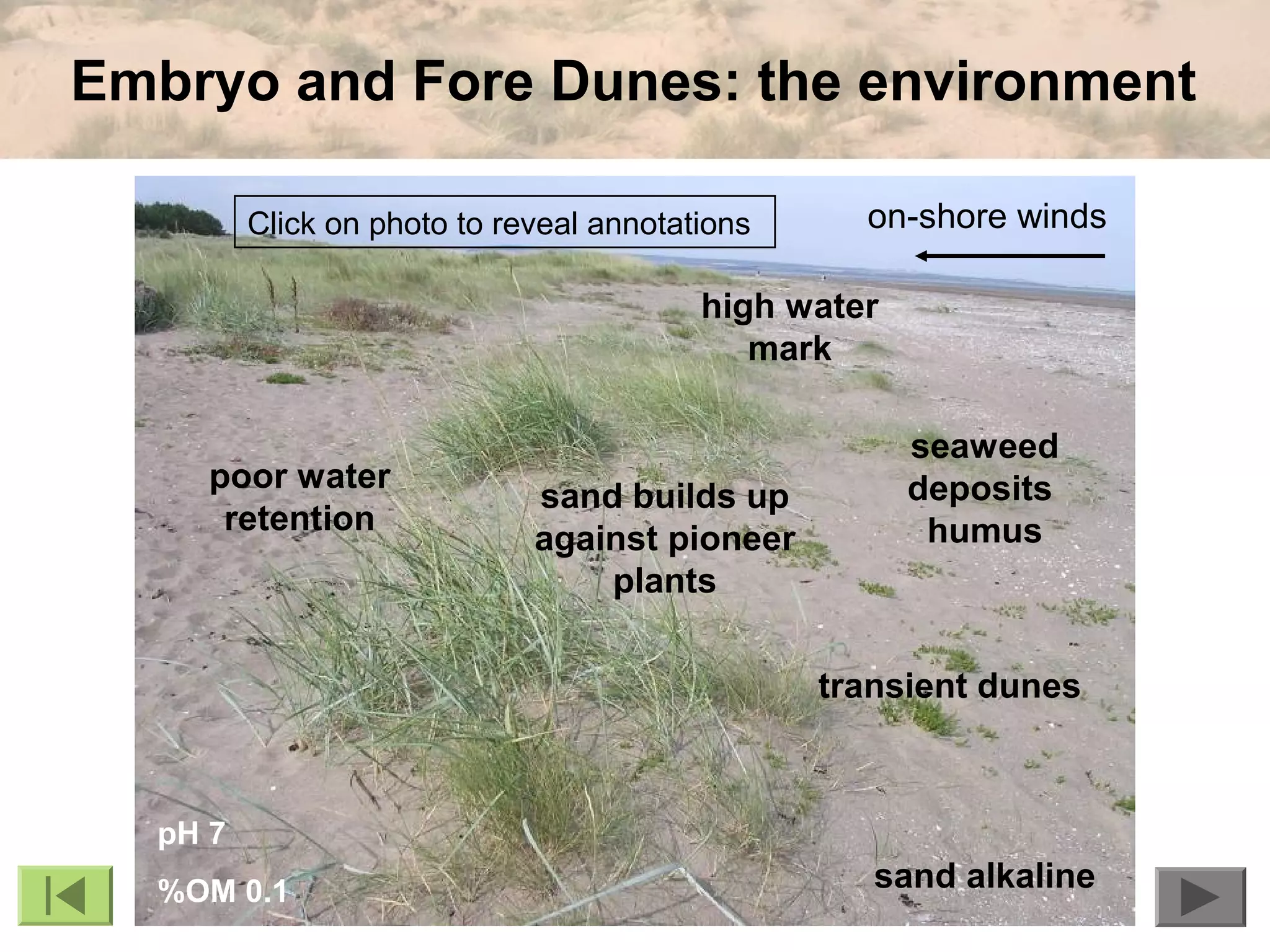 Igcse geog dune succession | PPT