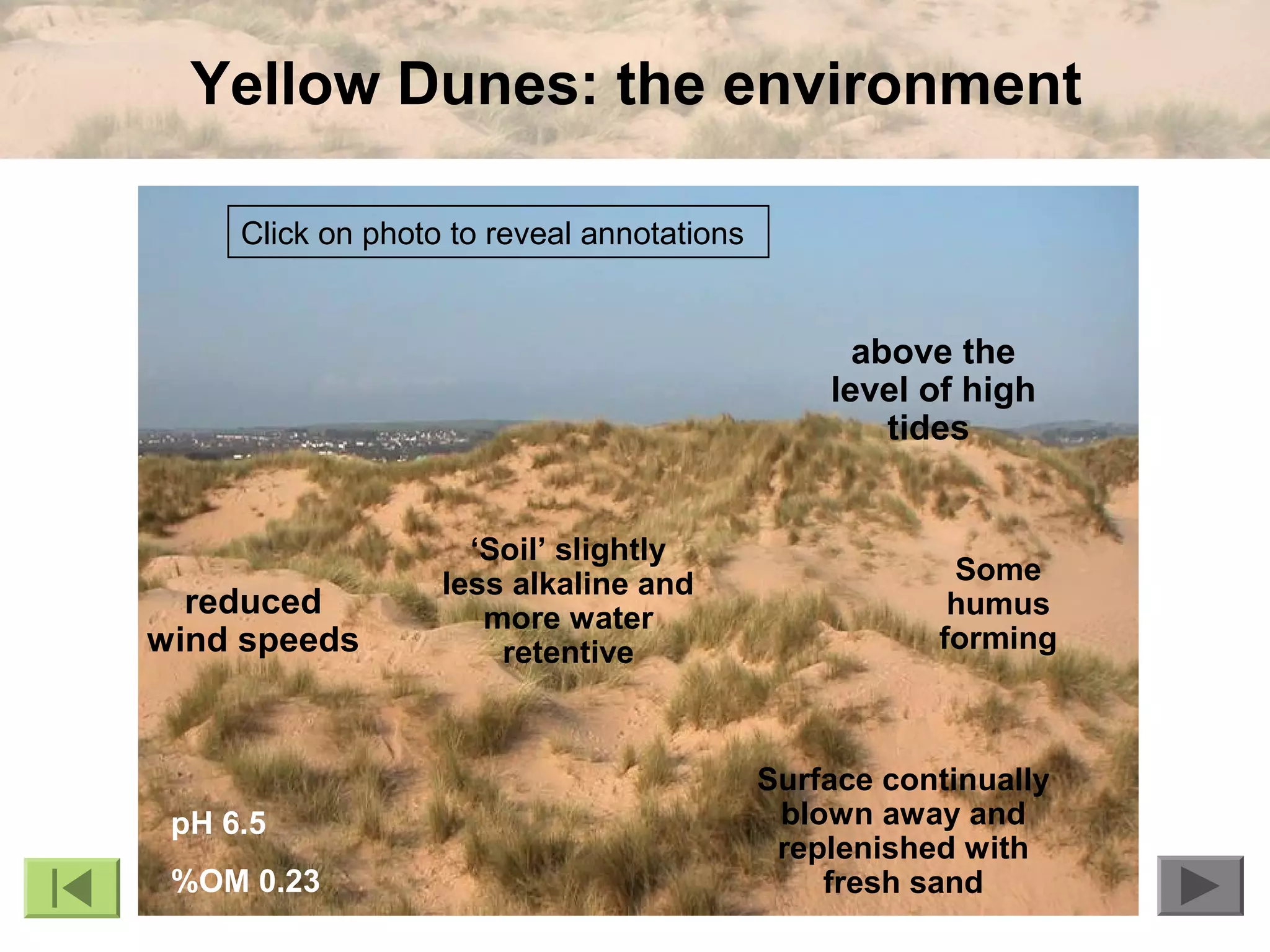 Igcse geog dune succession | PPT
