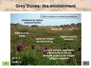 Igcse geog dune succession | PPT