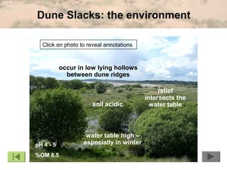 Igcse geog dune succession | PPT