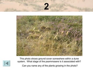 Igcse geog dune succession | PPT