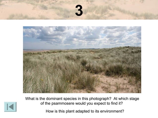 Igcse geog dune succession | PPT