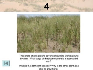 Igcse geog dune succession | PPT