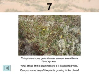 Igcse geog dune succession | PPT