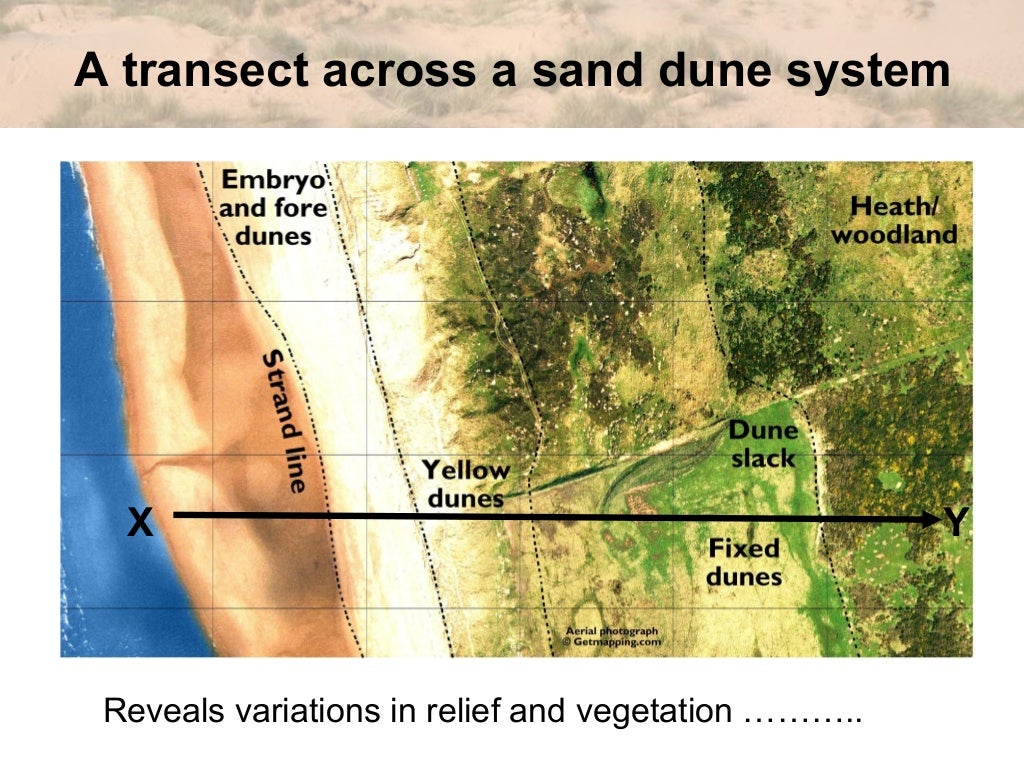Igcse geog dune succession