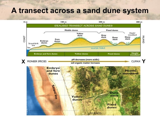 Igcse geog dune succession